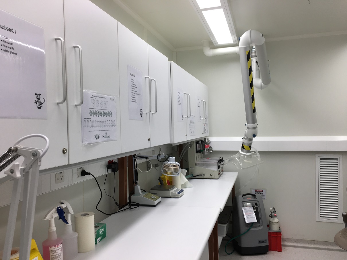 BR-TRI | Rodents - Biological Resources - University of Queensland